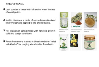 Medicinal Plants, their bioactive compounds and economic importance | PPTX