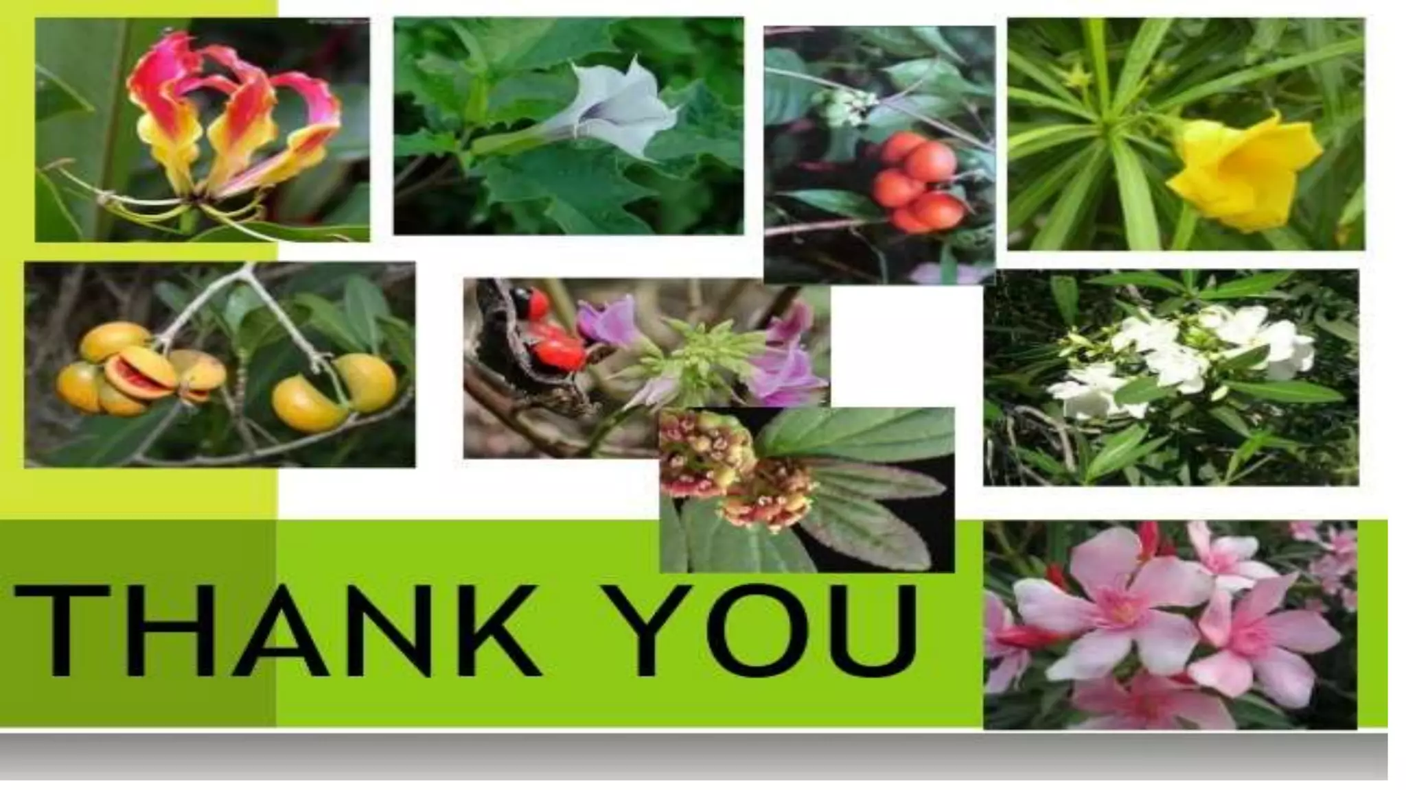 Medicinal plants introduction | PPTX