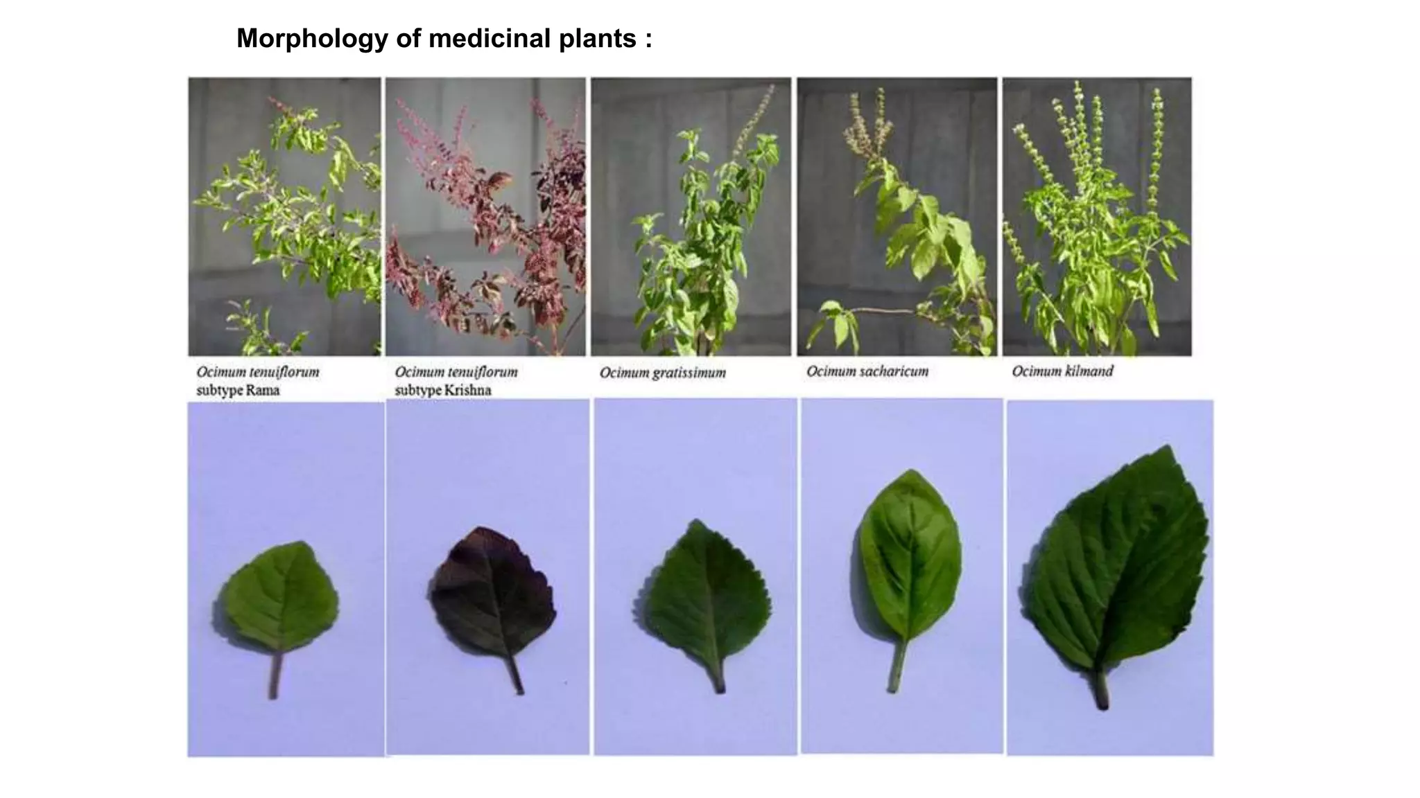 Medicinal plants introduction | PPTX
