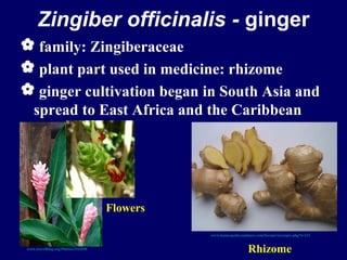 Medicinal plants - the future in cataract therapy | PPT