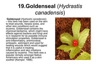 Medicinal plants and eczema A series of Presentation By Mr. Allah D ad ...