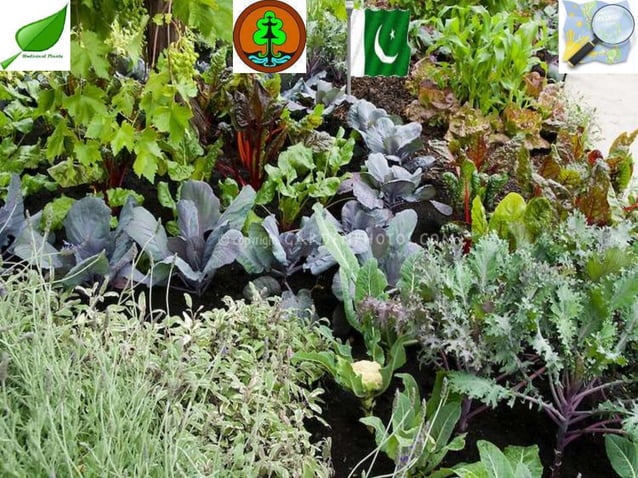 Medicinal plants cultivation In Pakistan A Presentation By Mr Allah Dad ...
