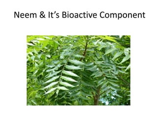 Medicinal plants in Bangladesh by Abdul Hai | PPTX