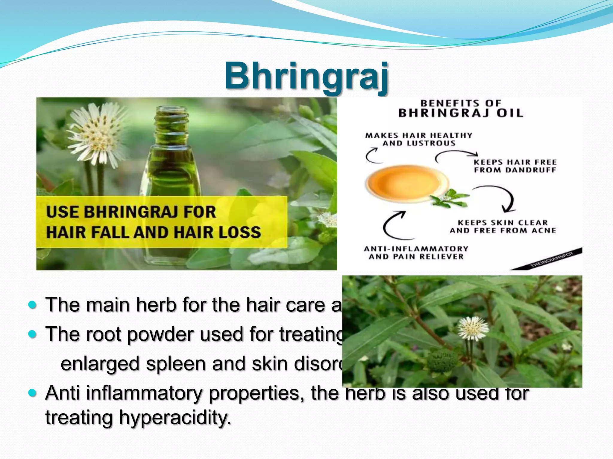 Medicinal plants in daily life | PPTX