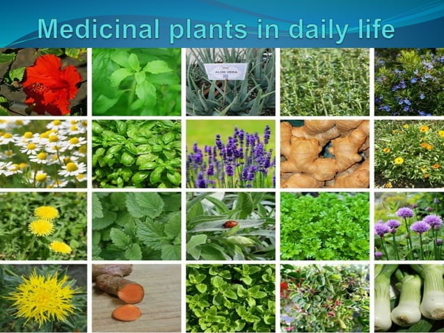 Medicinal plants in daily life | PPTX