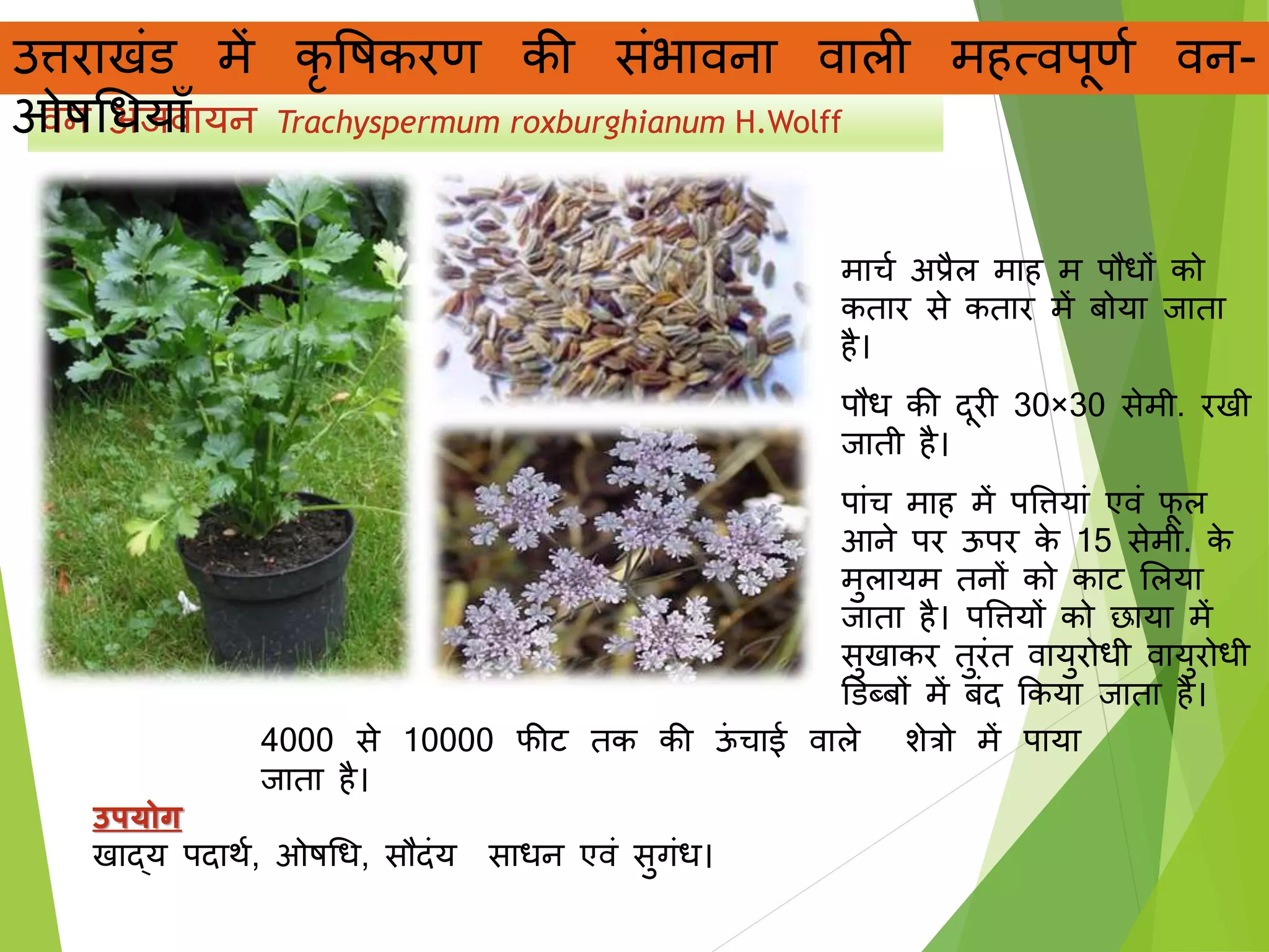 Medicinal Plants ki Kheti | PPTX