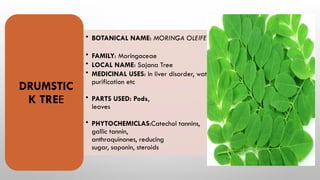 MEDICINAL PLANTS OF ARUNACHAL PRADESH AND ITS USES.PPTX