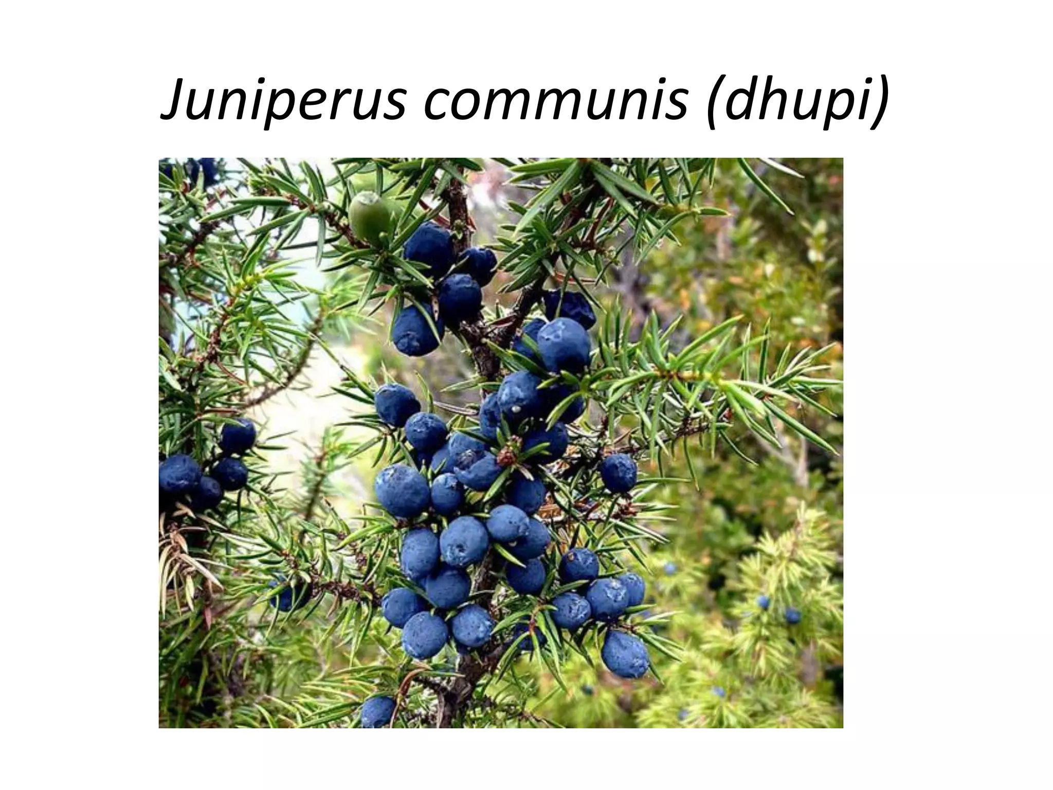 Medicinal plants of nepal | PDF