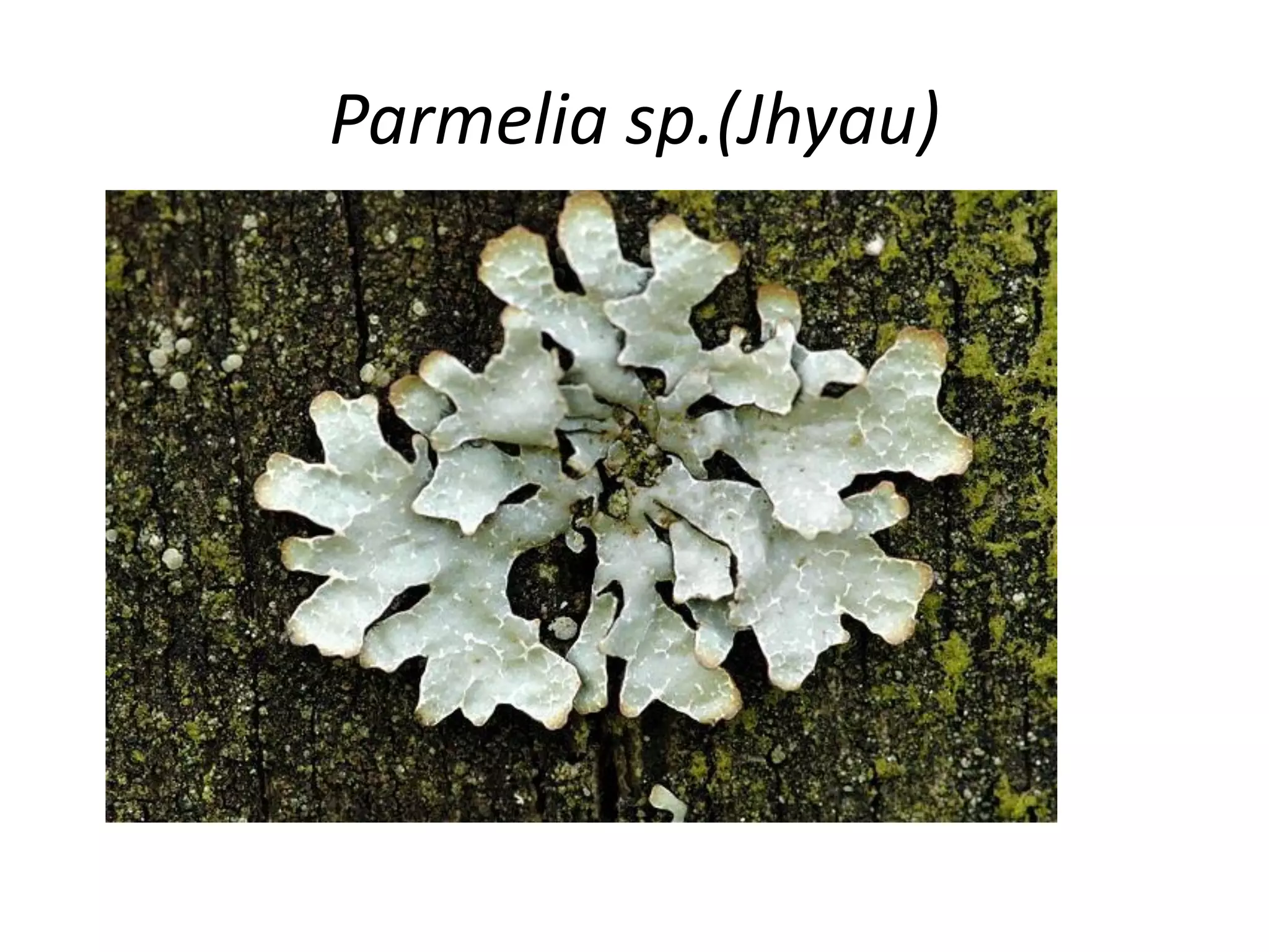 Medicinal plants of nepal | PDF