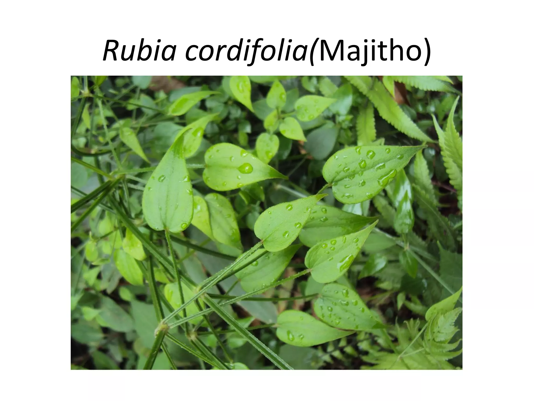 Medicinal plants of nepal | PDF
