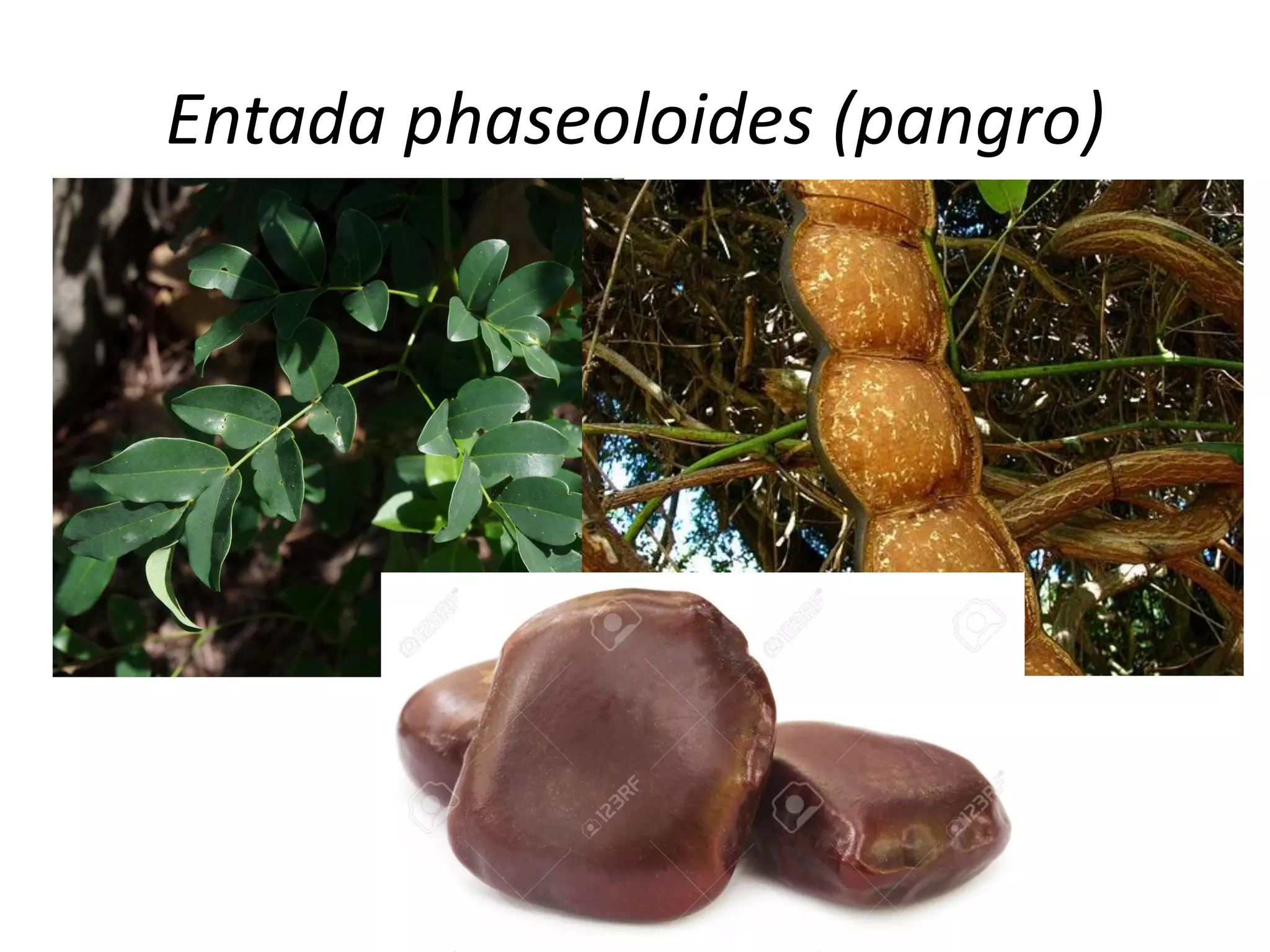 Medicinal plants of nepal | PDF