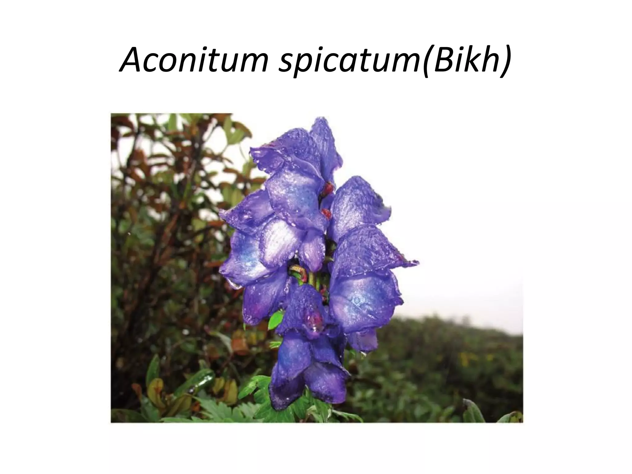 Medicinal plants of nepal | PDF