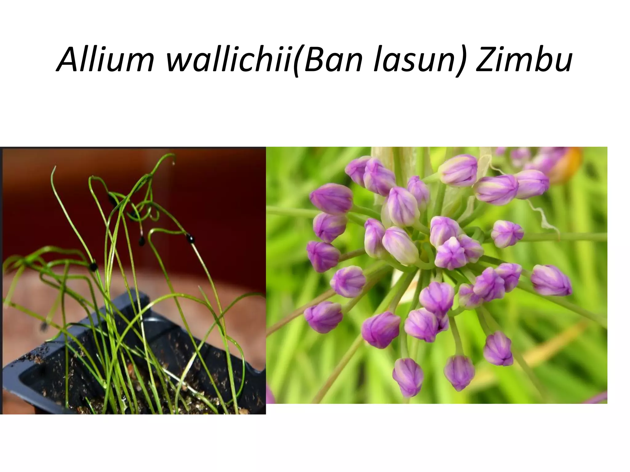 Medicinal plants of nepal | PDF