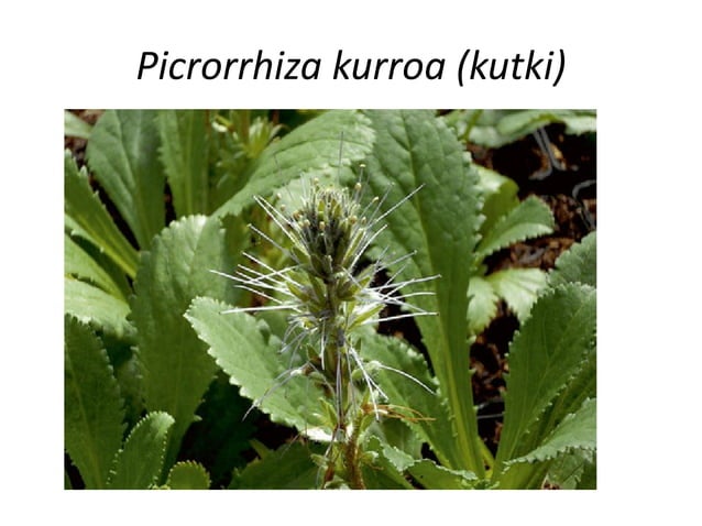 Medicinal plants of nepal | PDF