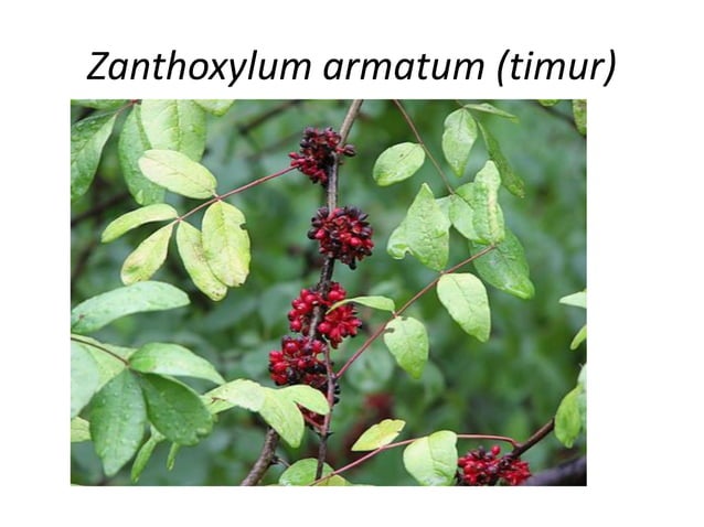 Medicinal plants of nepal | PDF