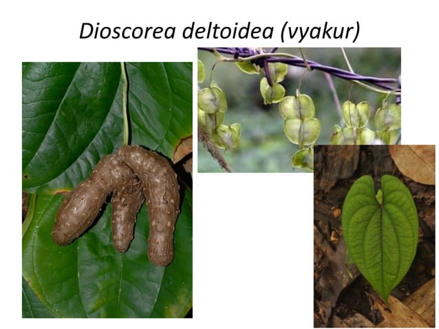 Medicinal plants of nepal | PDF