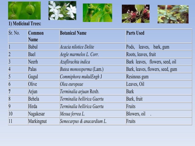 Medicinal plants importance,scope and uses. | PPTX | Herbs and ...