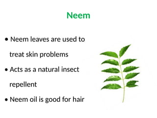 Medicinal_Plants_Presentation used in indian household holy basil, neem ...