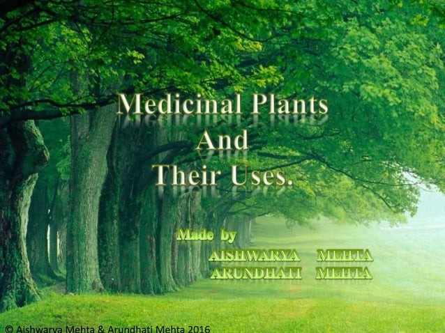 Medicinal plants & their uses | PPTX | Gardening | Home & Garden