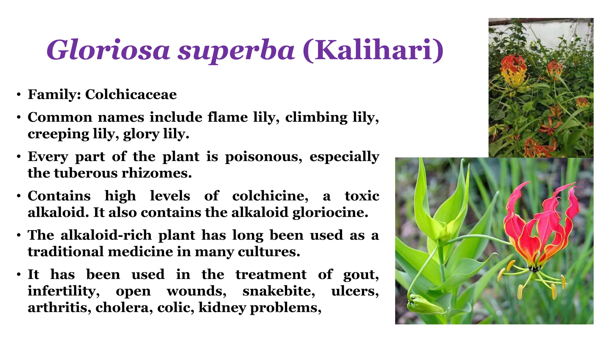 Medicinal Plants with special reference to Chhattisgarh (1).pptx