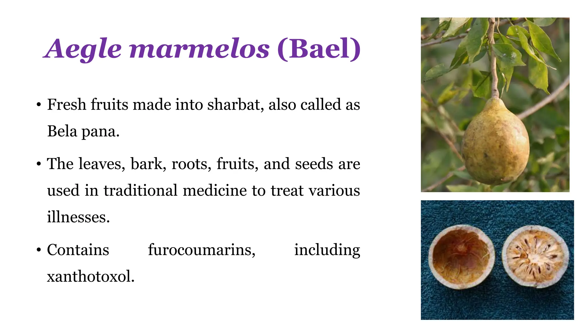 Medicinal Plants with special reference to Chhattisgarh (1).pptx