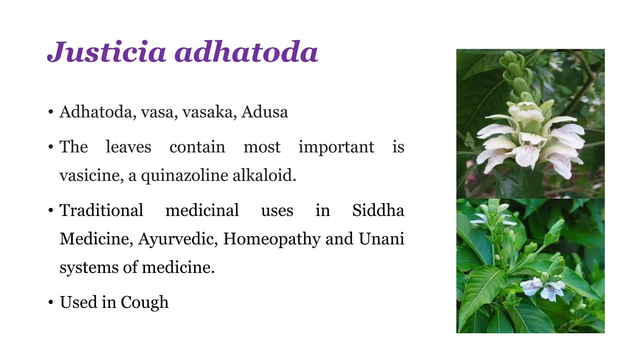 Medicinal Plants with special reference to Chhattisgarh (1).pptx