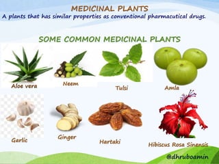 Medicinal plant & their extraction process | PPTX