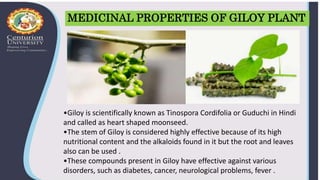 Medicinal properties of Giloy , Bay leaf and Heena plant.pptx
