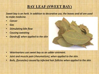 Medicinal uses of spices | PPTX