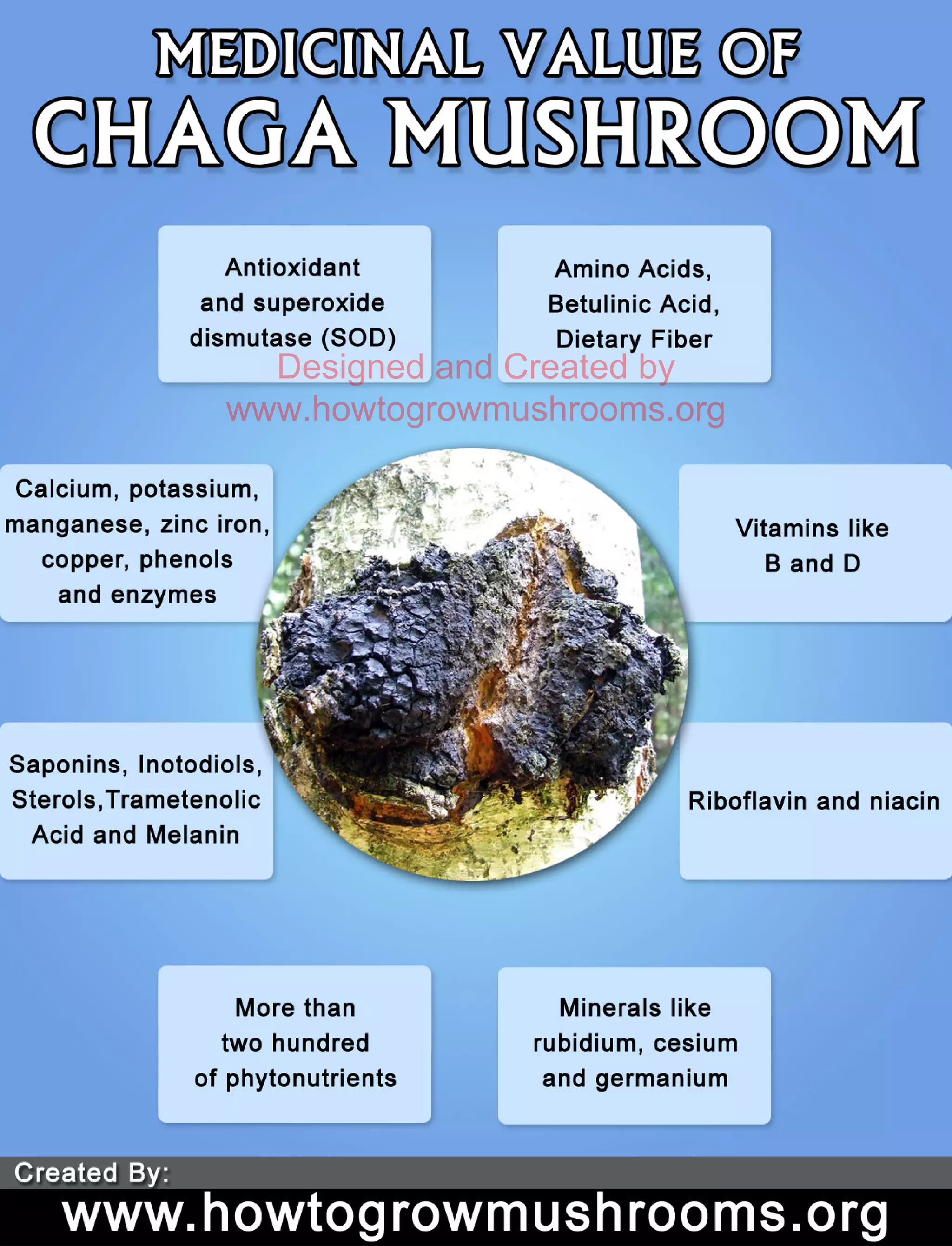 8 Medicinal Value of Chaga Mushroom | PDF