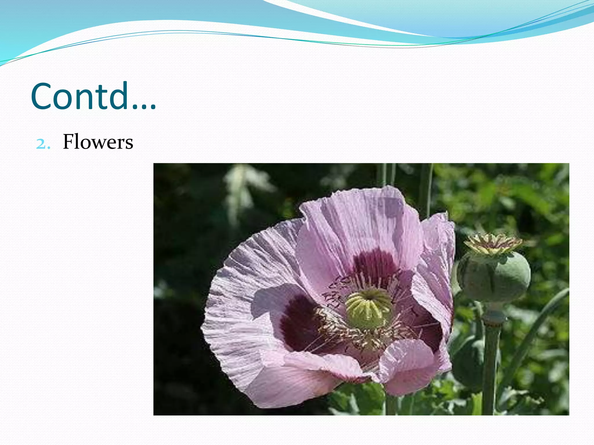 Medicinal value of opium | PPTX