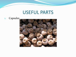 Medicinal value of opium | PPTX