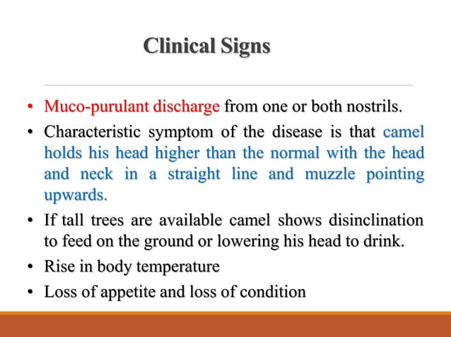 MEDICINE- Camel diseases commonly observed | PPT
