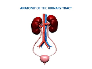 URINARY TRACT INFECTION | PPT
