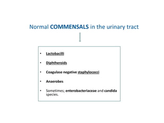 URINARY TRACT INFECTION | PPTX