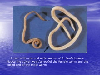 INTRUDUCTION TO Nematoda( round worms) | PPT