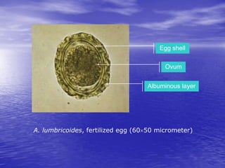 INTRUDUCTION TO Nematoda( round worms) | PPT