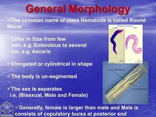 INTRUDUCTION TO Nematoda( round worms) | PDF