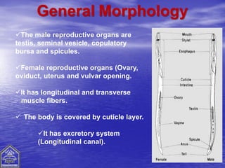 INTRUDUCTION TO Nematoda( round worms) | PPT