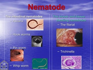 INTRUDUCTION TO Nematoda( round worms) | PDF