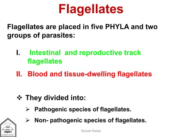 BLOOD AND TISSUES FLAGELLATES/ HAEMOFLAGELLATES OF HUMAN BEINGS | PPT