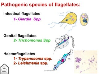 BLOOD AND TISSUES FLAGELLATES/ HAEMOFLAGELLATES OF HUMAN BEINGS | PDF