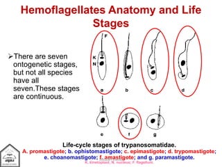 BLOOD AND TISSUES FLAGELLATES/ HAEMOFLAGELLATES OF HUMAN BEINGS | PDF