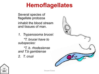 BLOOD AND TISSUES FLAGELLATES/ HAEMOFLAGELLATES OF HUMAN BEINGS | PDF