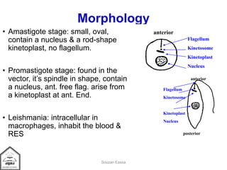 Flagellates Labeled