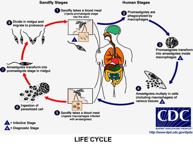 BLOOD AND TISSUES FLAGELLATES/ HAEMOFLAGELLATES OF HUMAN BEINGS | PPT