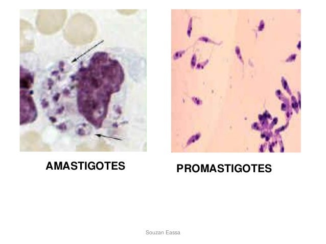 BLOOD AND TISSUES FLAGELLATES/ HAEMOFLAGELLATES OF HUMAN BEINGS