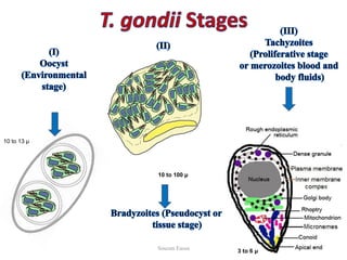 Labeled Toxoplasma Gondii Structure
