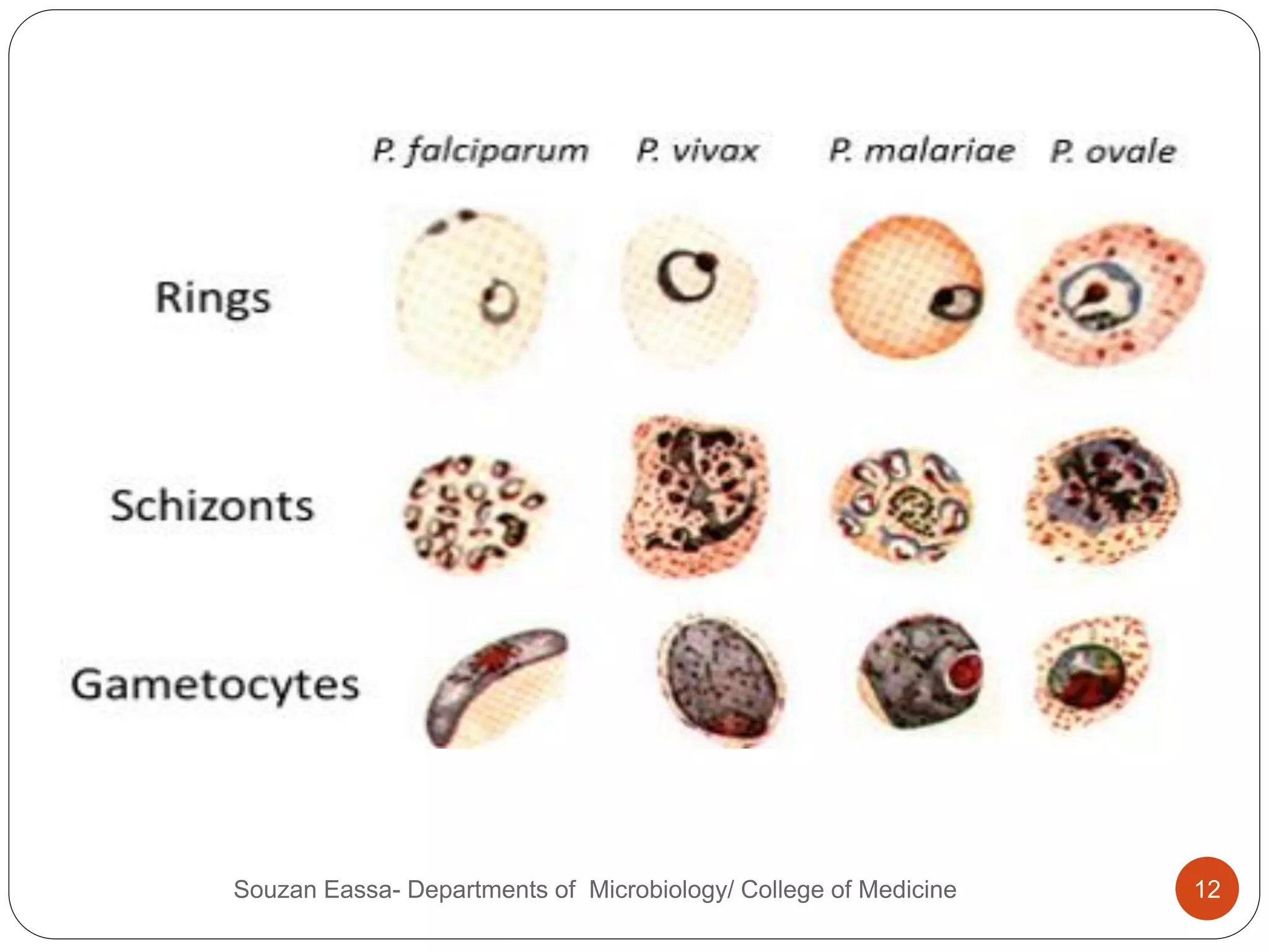 INFECTION WITH MALARIA PARASITES Plasmodium Spp. | PDF