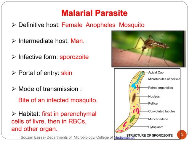 INFECTION WITH MALARIA PARASITES Plasmodium Spp. | PDF